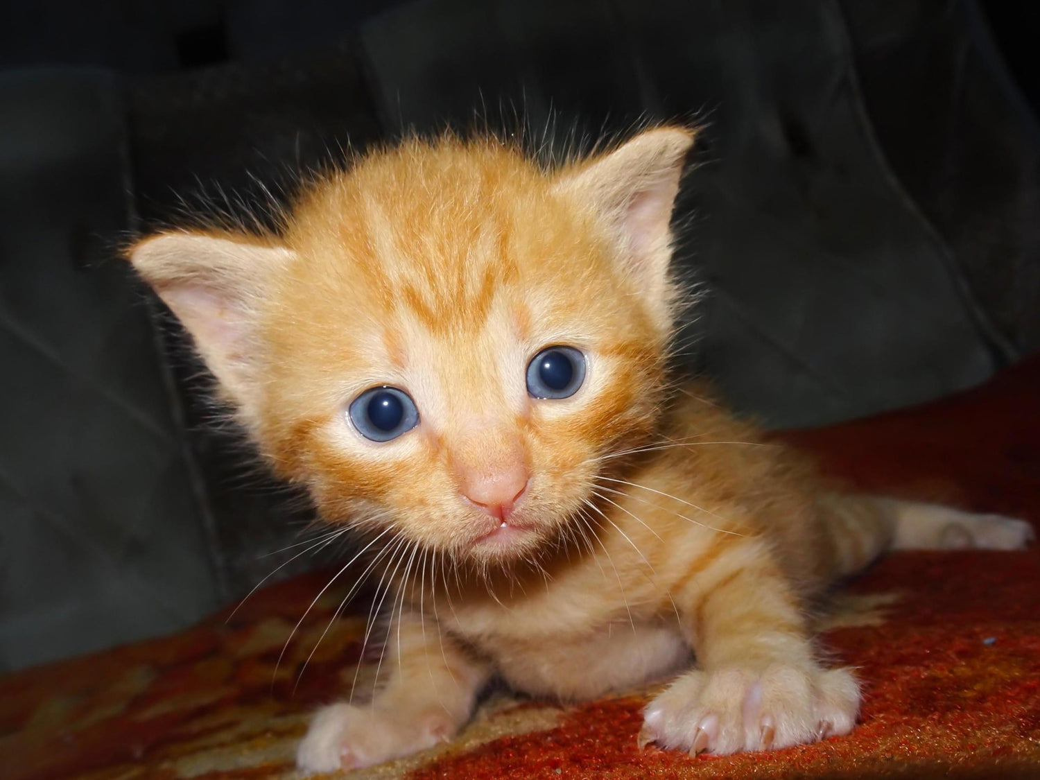 TOUT Savoir sur les Chatons Roux (et les chats roux) | Pile Poils